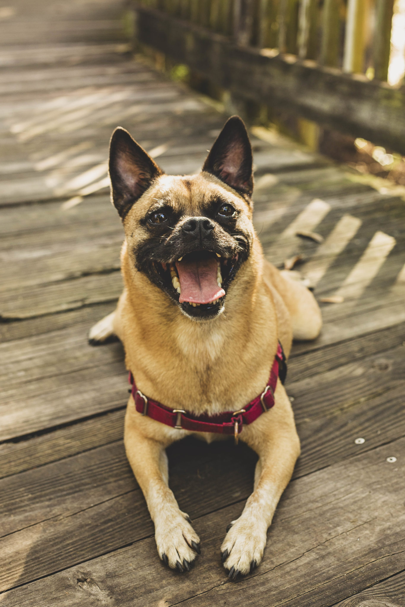 Doggo Photoshoot Bloggo | Stephanie & Kodak | jessicashawphotography.com