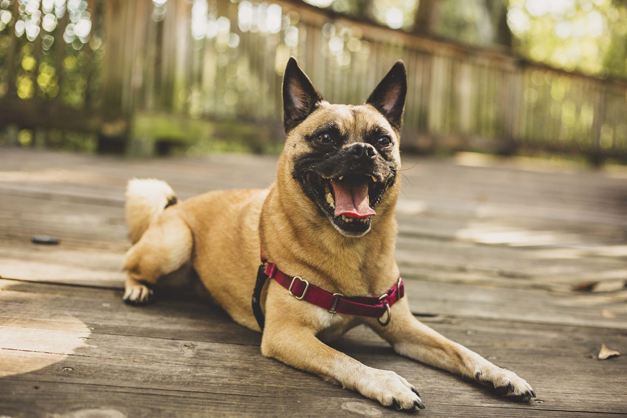 Doggo Photoshoot Bloggo | Stephanie & Kodak | jessicashawphotography.com