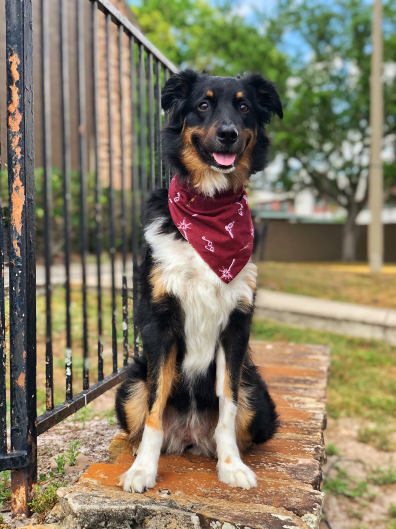 Crafty Time on Doggo Bloggo | Dog Bandanas - jessicashawphotography.com