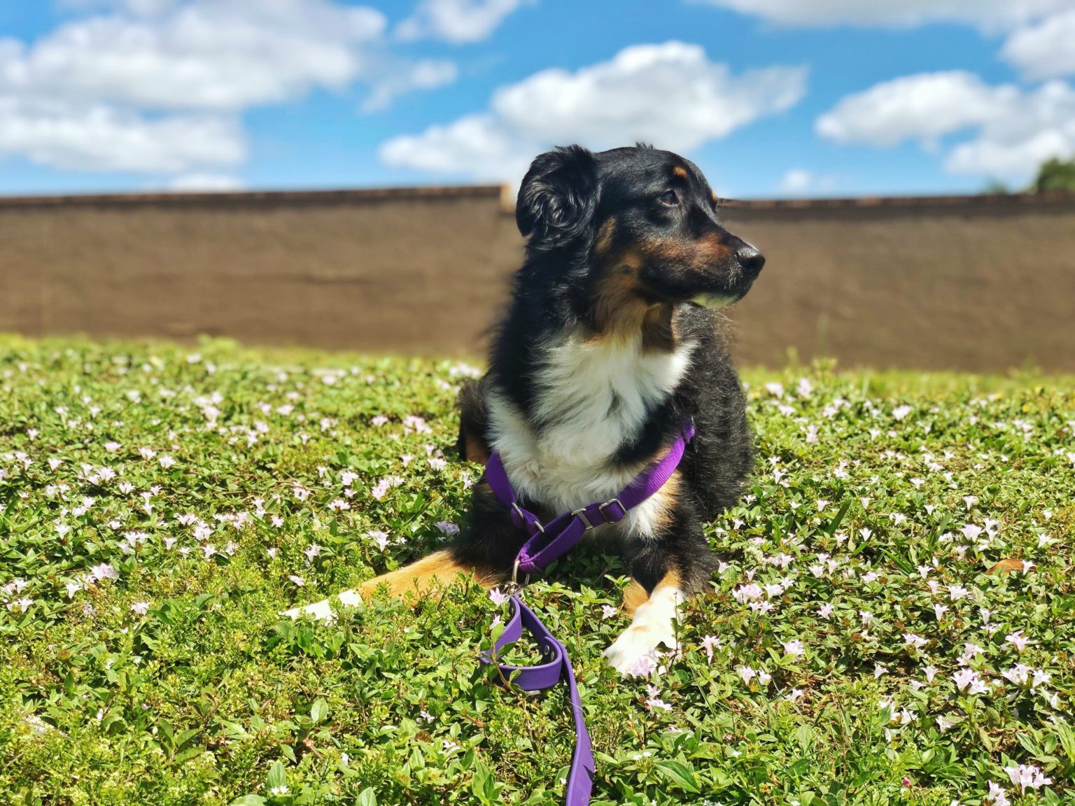 Exercise For The Doggo Mind | Scent Walks - jessicashawphotography.com